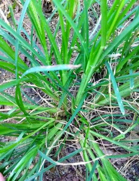 牛筋草能治痛风吗_痛风喝牛筋草多久见效-第2张图片-山城妙识