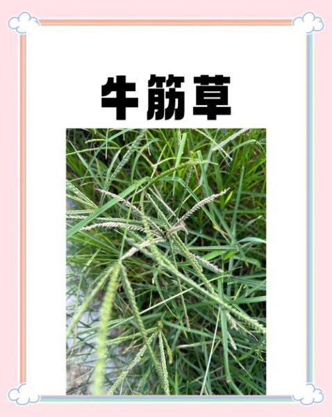 牛筋草能治痛风吗_痛风喝牛筋草多久见效-第3张图片-山城妙识
