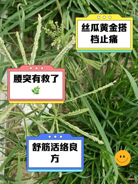牛筋草能治痛风吗_痛风喝牛筋草多久见效-第1张图片-山城妙识