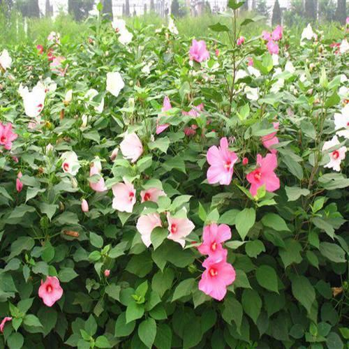 大花秋葵价格多少钱一棵_大花秋葵价格表2024-第1张图片-山城妙识 大花秋葵价格多少钱一棵_大花秋葵价格表2024-第1张图片-山城妙识