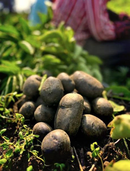 紫土豆是转基因的吗_紫土豆安全吗-第2张图片-山城妙识 紫土豆是转基因的吗_紫土豆安全吗-第2张图片-山城妙识