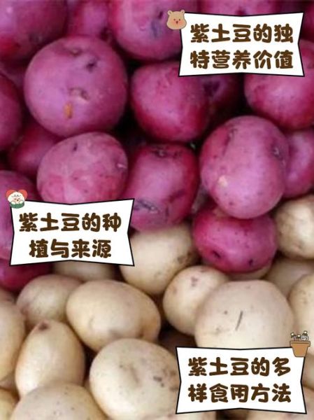 紫土豆是转基因的吗_紫土豆安全吗-第1张图片-山城妙识 紫土豆是转基因的吗_紫土豆安全吗-第1张图片-山城妙识