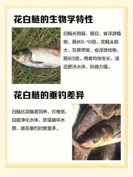 鲢鱼图片大全_如何分辨白鲢和花鲢-第2张图片-山城妙识
