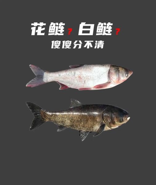 鲢鱼图片大全_如何分辨白鲢和花鲢-第1张图片-山城妙识