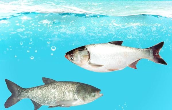 鲢鱼图片大全_如何分辨白鲢和花鲢-第3张图片-山城妙识