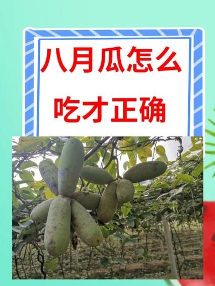 八月瓜怎么吃_八月瓜的功效与作用-第1张图片-山城妙识