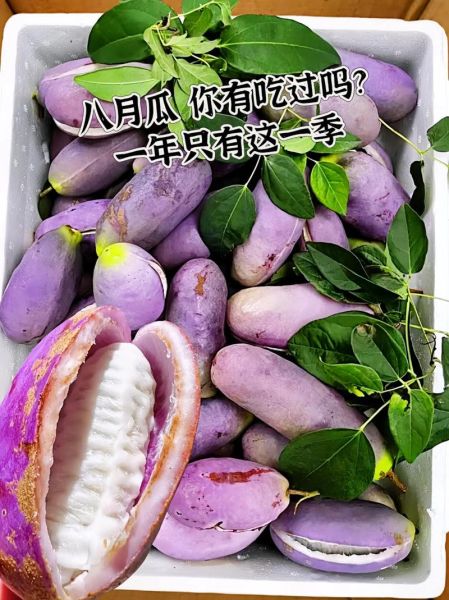 八月瓜怎么吃_八月瓜的功效与作用-第2张图片-山城妙识