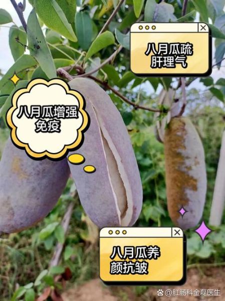 八月瓜怎么吃_八月瓜的功效与作用-第3张图片-山城妙识