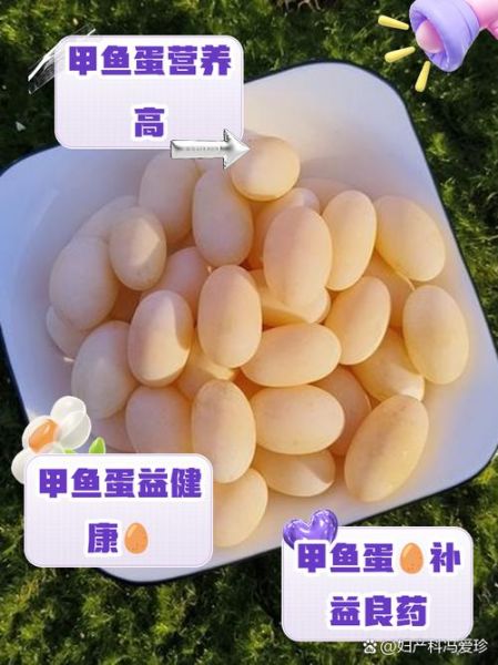 甲鱼蛋图片大全大图_甲鱼蛋怎么分辨真假-第1张图片-山城妙识 甲鱼蛋图片大全大图_甲鱼蛋怎么分辨真假-第1张图片-山城妙识