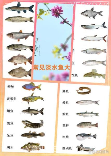淡水鱼种类大全_常见淡水鱼名称有哪些-第3张图片-山城妙识 淡水鱼种类大全_常见淡水鱼名称有哪些-第3张图片-山城妙识