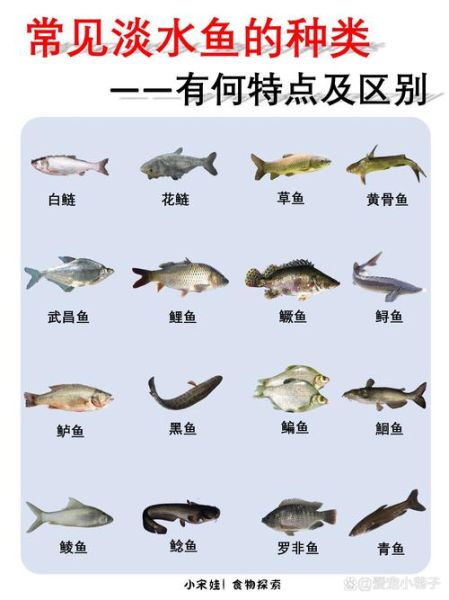 淡水鱼种类大全_常见淡水鱼名称有哪些-第1张图片-山城妙识 淡水鱼种类大全_常见淡水鱼名称有哪些-第1张图片-山城妙识