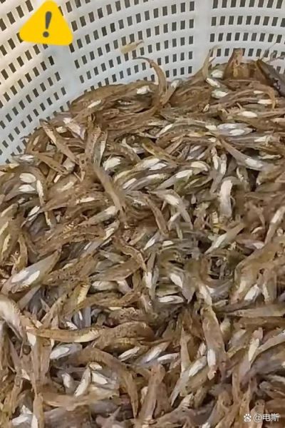 一万一斤的鱼是什么鱼_为什么这么贵-第3张图片-山城妙识