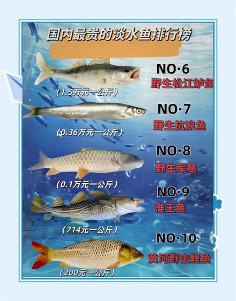 一万一斤的鱼是什么鱼_为什么这么贵-第1张图片-山城妙识