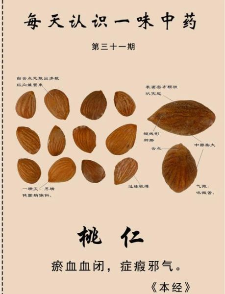桃仁的功效与作用有哪些_桃仁主治什么病-第3张图片-山城妙识 桃仁的功效与作用有哪些_桃仁主治什么病-第3张图片-山城妙识
