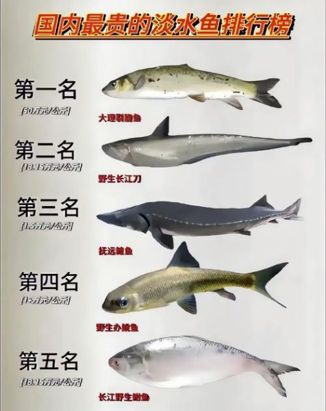 一万一斤的鱼是什么鱼_为什么这么贵-第2张图片-山城妙识
