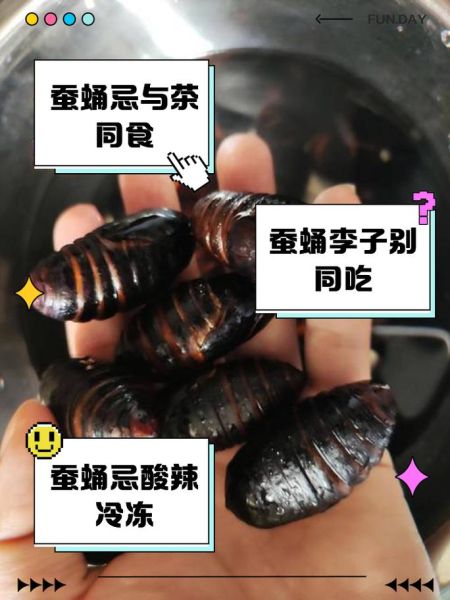 蚕蛹不能和什么一起吃_蚕蛹食用禁忌有哪些-第3张图片-山城妙识