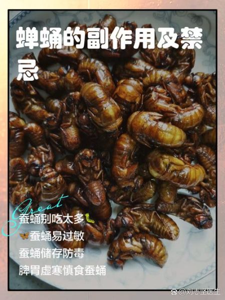 蚕蛹不能和什么一起吃_蚕蛹食用禁忌有哪些-第2张图片-山城妙识