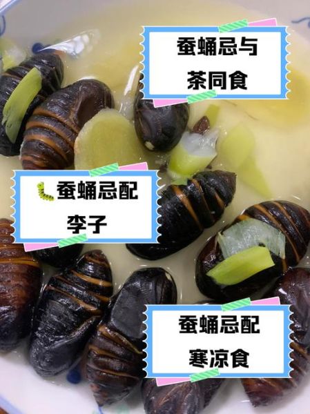 蚕蛹不能和什么一起吃_蚕蛹食用禁忌有哪些-第1张图片-山城妙识