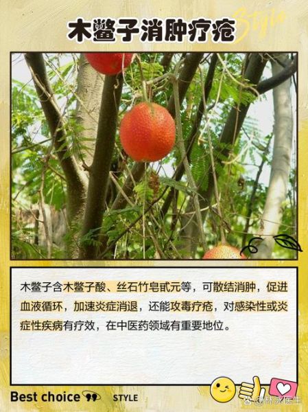 木鳖子别名有哪些_木鳖子别名功效区别-第3张图片-山城妙识 木鳖子别名有哪些_木鳖子别名功效区别-第3张图片-山城妙识