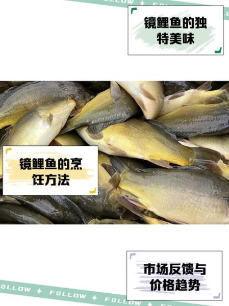 镜鲤鱼怎么做好吃_镜鲤鱼的家常做法-第1张图片-山城妙识