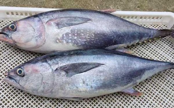 白金枪鱼是什么鱼_白金枪鱼和金枪鱼区别-第1张图片-山城妙识