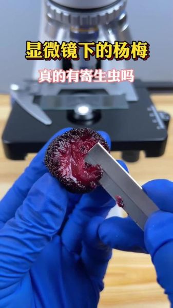 杨梅虫子可以吃吗_杨梅有虫子怎么办-第1张图片-山城妙识