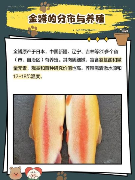 金鳟鱼是什么鱼_金鳟鱼和三文鱼区别-第2张图片-山城妙识