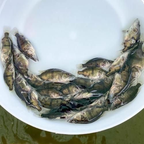 桂鱼适合什么地方养殖_桂鱼养殖条件有哪些-第3张图片-山城妙识