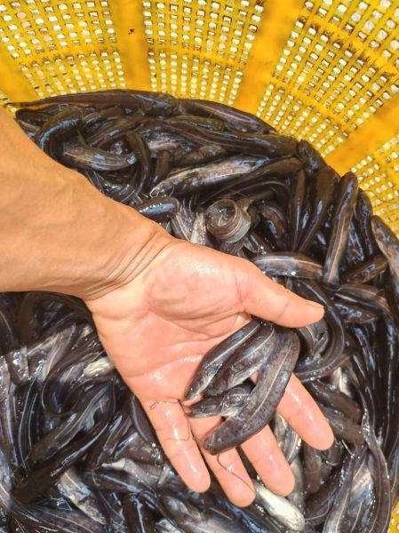 桂鱼适合什么地方养殖_桂鱼养殖条件有哪些-第2张图片-山城妙识