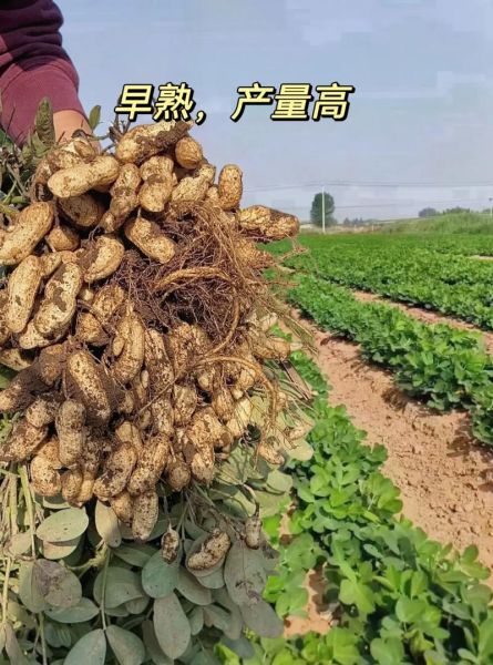 黑花生米怎么挑选_黑花生米营养价值高吗-第1张图片-山城妙识