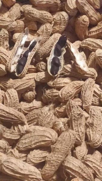 黑花生米怎么挑选_黑花生米营养价值高吗-第2张图片-山城妙识