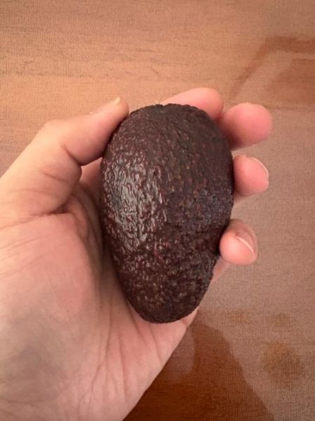 牛油果为什么叫睾丸果_睾丸果的由来-第1张图片-山城妙识 牛油果为什么叫睾丸果_睾丸果的由来-第1张图片-山城妙识