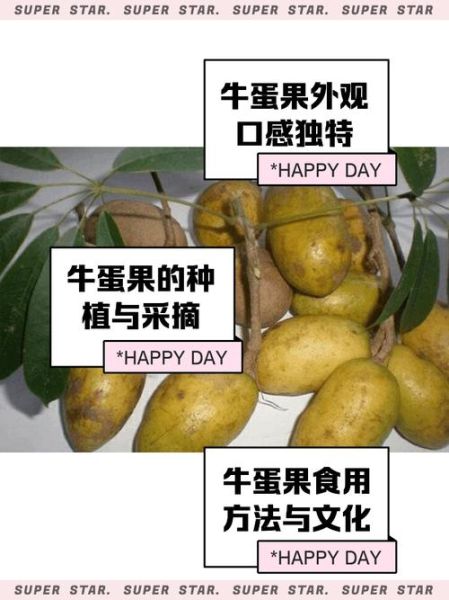 牛油果为什么叫睾丸果_睾丸果的由来-第2张图片-山城妙识 牛油果为什么叫睾丸果_睾丸果的由来-第2张图片-山城妙识