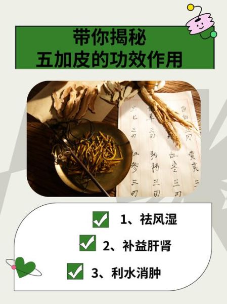 五加皮的功效与作用_五加皮泡酒配方-第3张图片-山城妙识