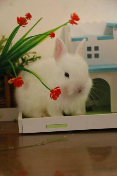 养兔子要注意什么_新手养兔十大禁忌-第1张图片-山城妙识