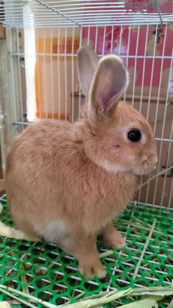 养兔子要注意什么_新手养兔十大禁忌-第2张图片-山城妙识
