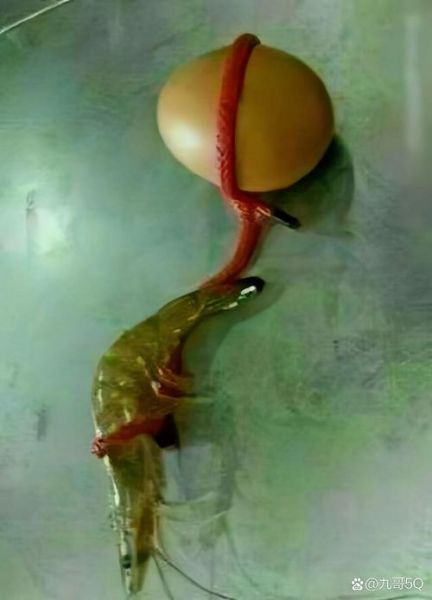 虾扯蛋搞笑视频为什么这么火_如何拍同款-第1张图片-山城妙识