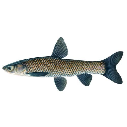 青鱼图片多少钱一张_高清青鱼照片价格-第2张图片-山城妙识