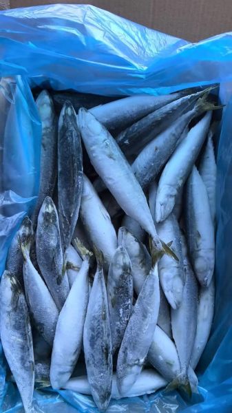 青鱼图片多少钱一张_高清青鱼照片价格-第3张图片-山城妙识