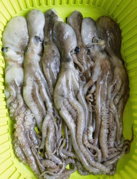 八爪鱼怎么做好吃_家常做法不辣-第2张图片-山城妙识 八爪鱼怎么做好吃_家常做法不辣-第2张图片-山城妙识