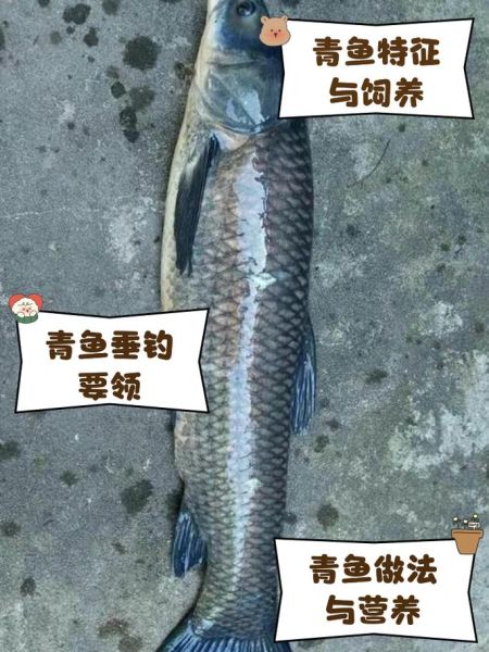 青鱼图片多少钱一张_高清青鱼照片价格-第1张图片-山城妙识