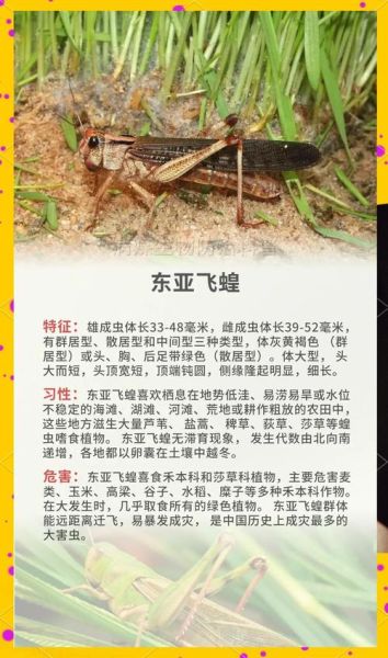 蝗虫能吃吗_蝗虫怎么吃才安全-第1张图片-山城妙识