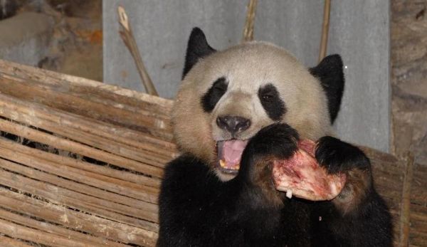 熊猫吃肉么_熊猫是杂食动物吗-第3张图片-山城妙识