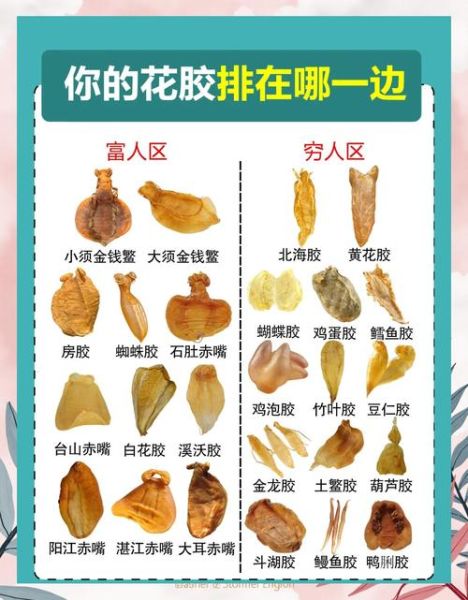 鱼胶图片大全大图_鱼胶怎么挑选-第2张图片-山城妙识