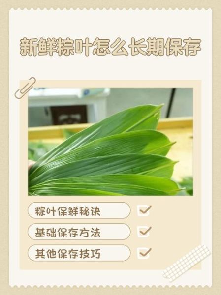 粽叶是什么叶子_新鲜粽叶怎么处理-第1张图片-山城妙识 粽叶是什么叶子_新鲜粽叶怎么处理-第1张图片-山城妙识