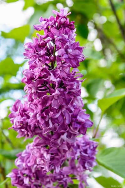 紫色的洋槐花有毒吗_紫色槐花能吃吗-第1张图片-山城妙识