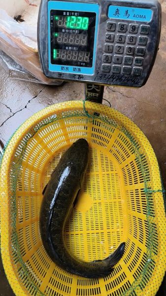 淡水黑鱼养殖技术_黑鱼亩产多少斤-第2张图片-山城妙识