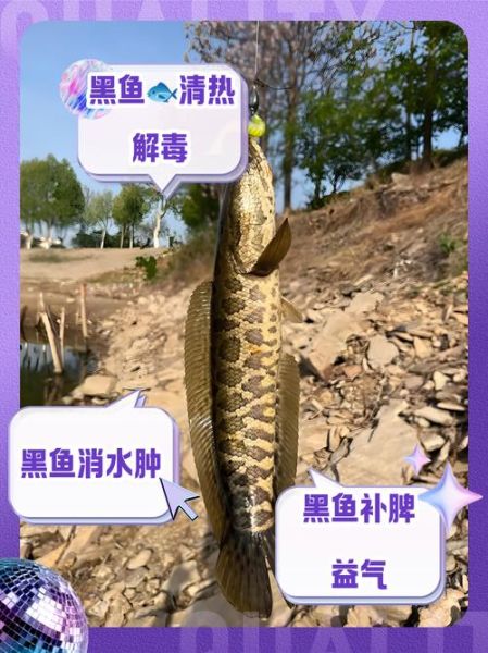 淡水黑鱼养殖技术_黑鱼亩产多少斤-第1张图片-山城妙识