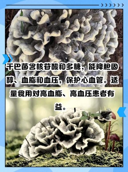 干巴菌图片_干巴菌怎么挑选-第3张图片-山城妙识 干巴菌图片_干巴菌怎么挑选-第3张图片-山城妙识