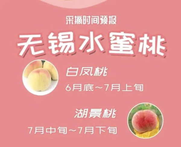 无锡桃子阳山水蜜桃价格_多少钱一斤-第2张图片-山城妙识